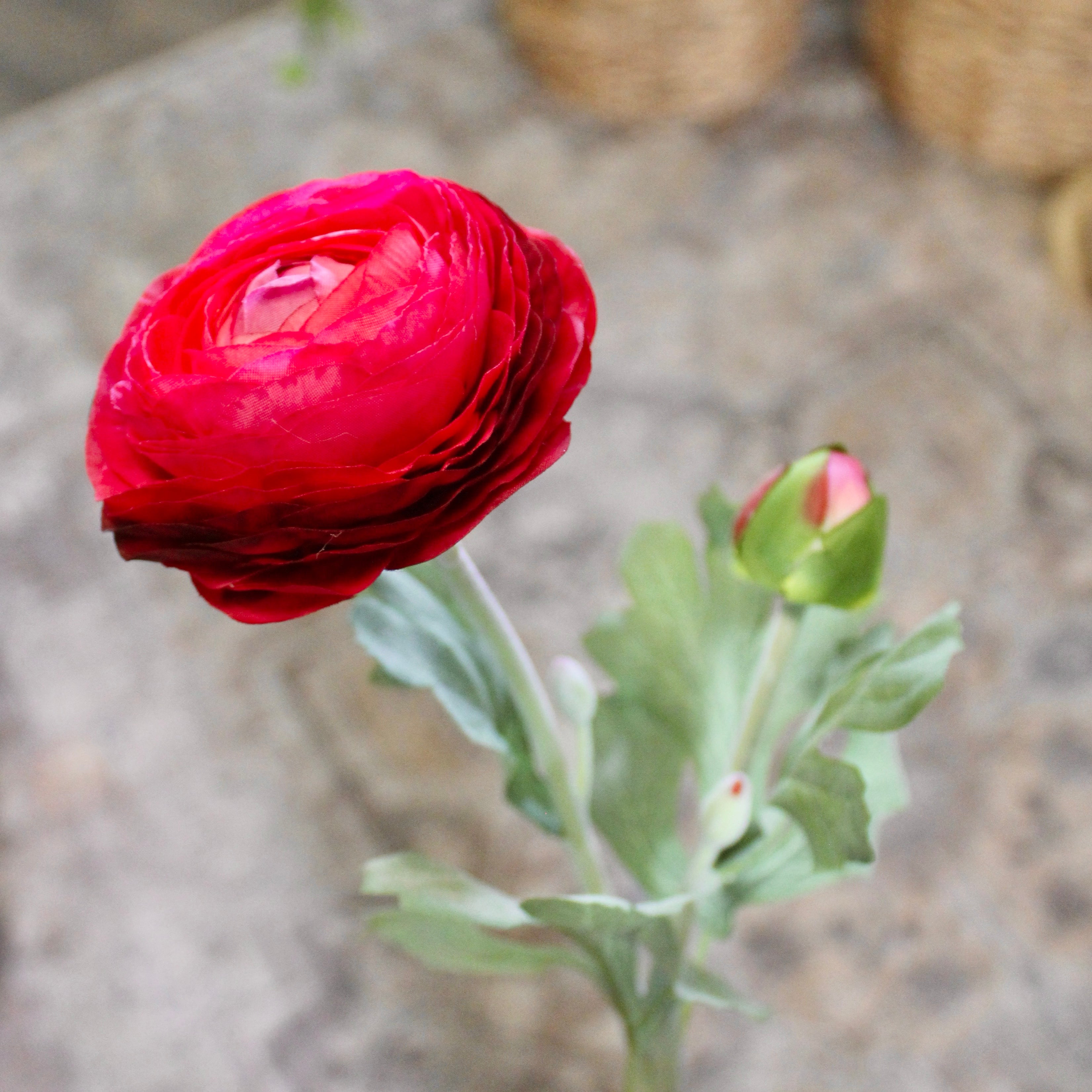 Cerise Ranunculus Stem – Fauxliage